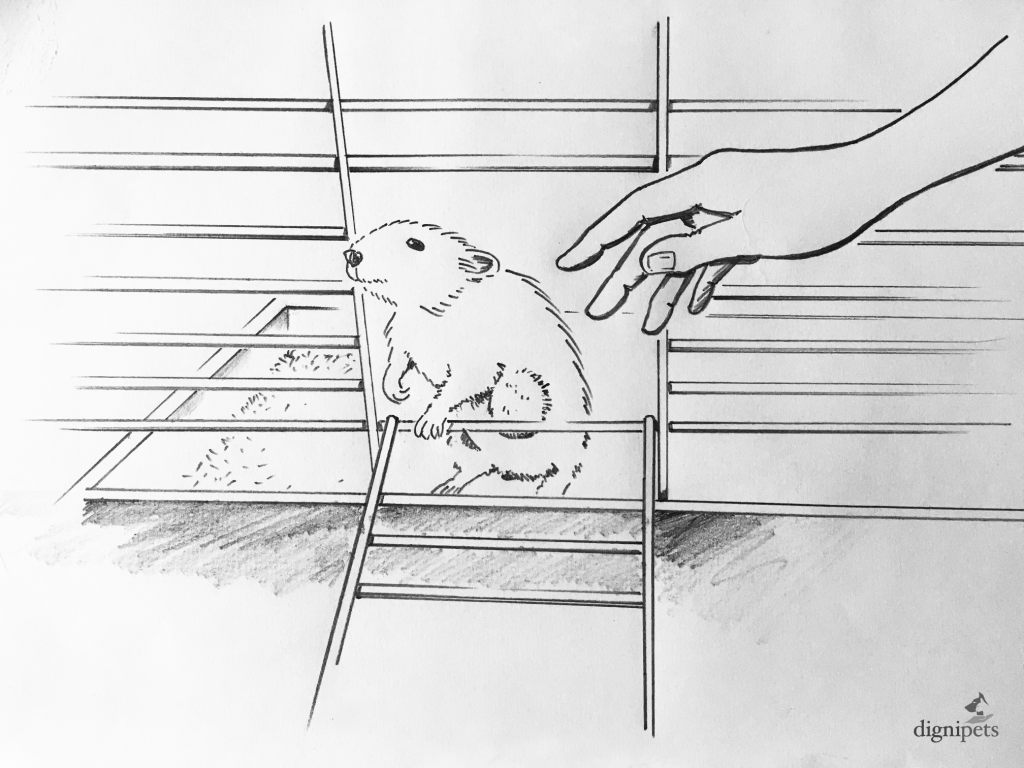 At Home Pet Euthanasia | Say Goobye The Right Way | Dignipets