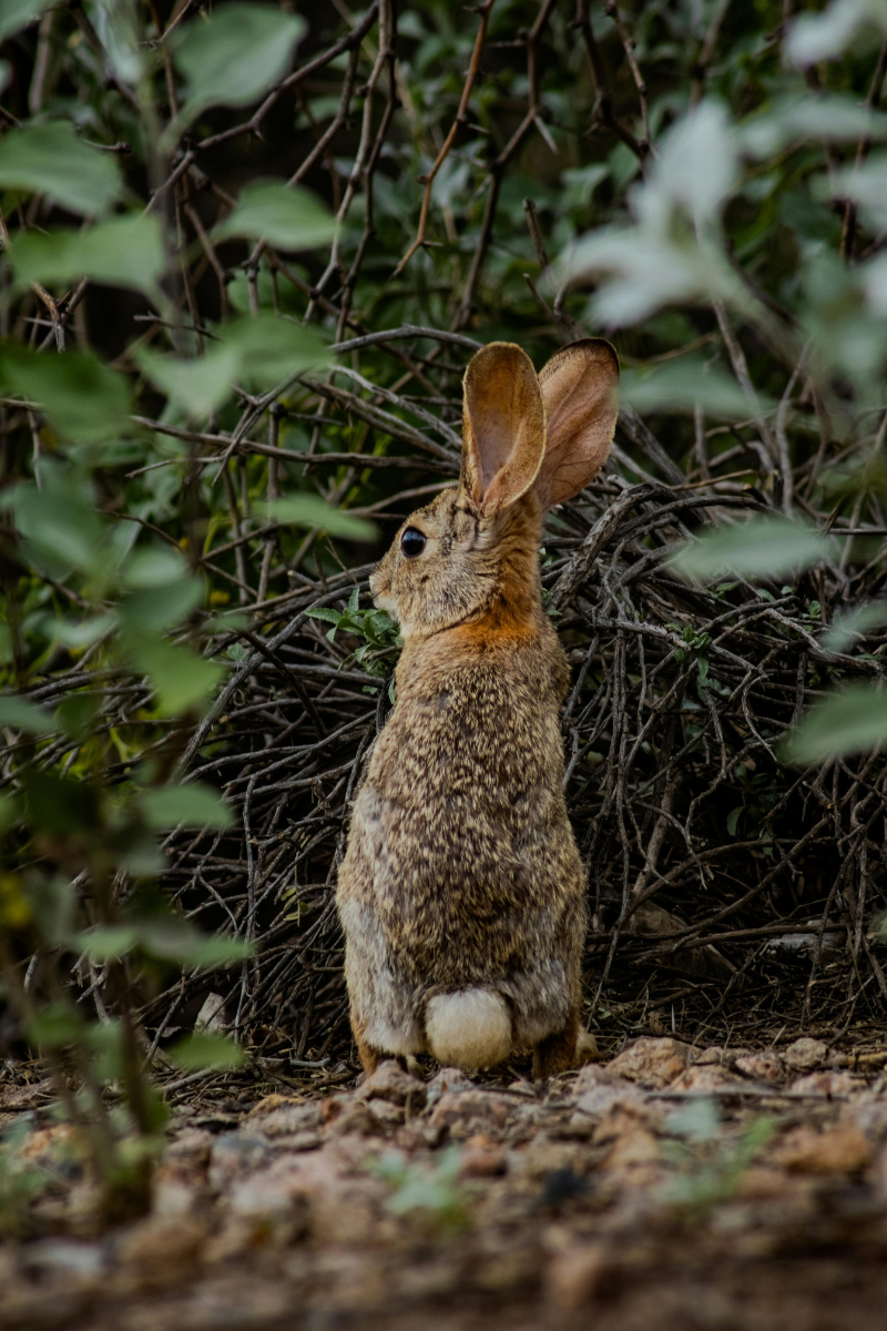 Arthritis In Rabbits | Dignipets | Call now